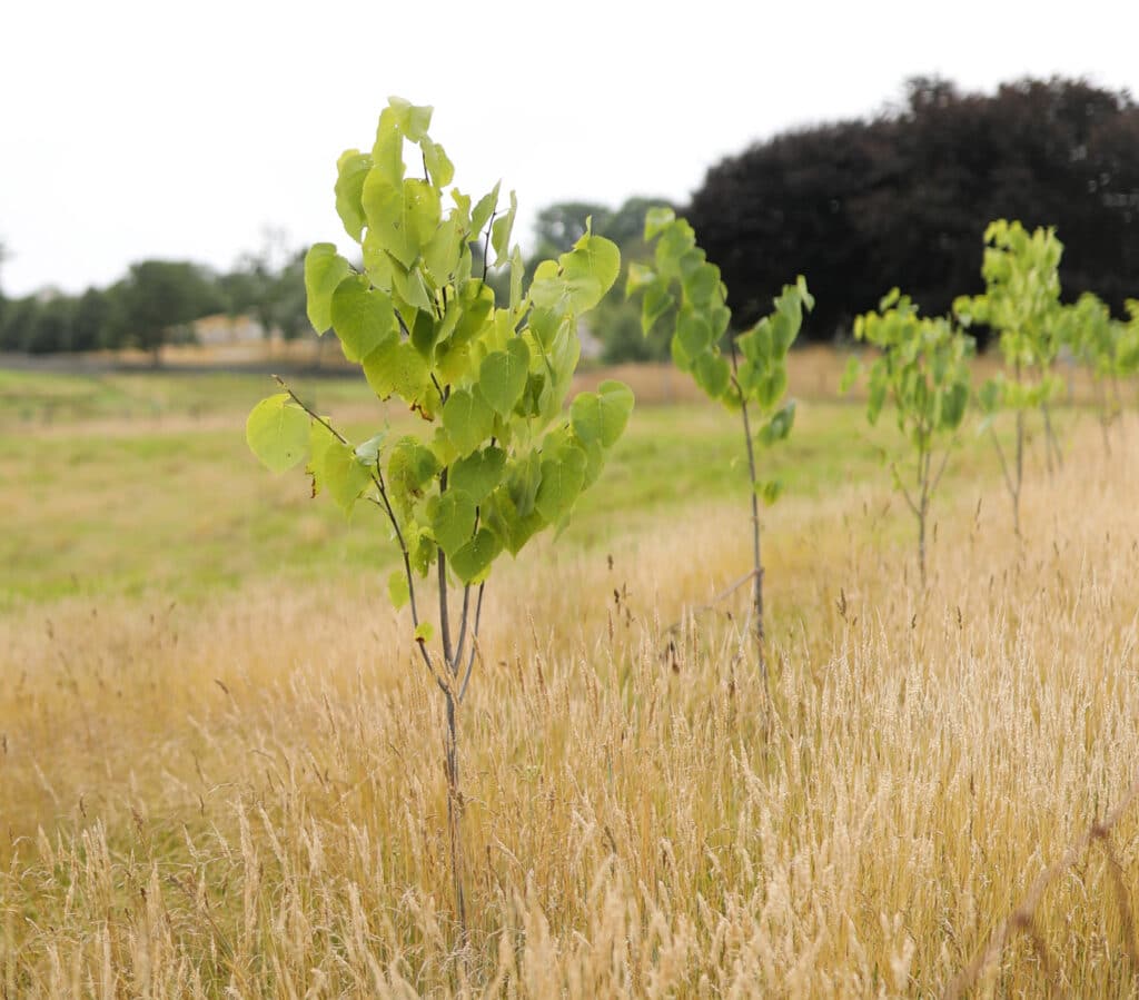 The Farm - Ocean Hour Farm