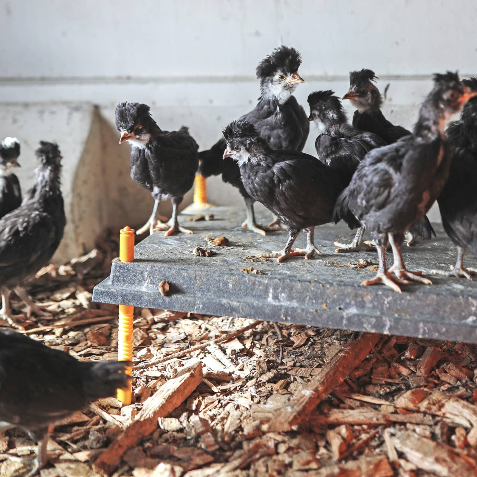 What Makes Soil Alive? - Ocean Hour Farm