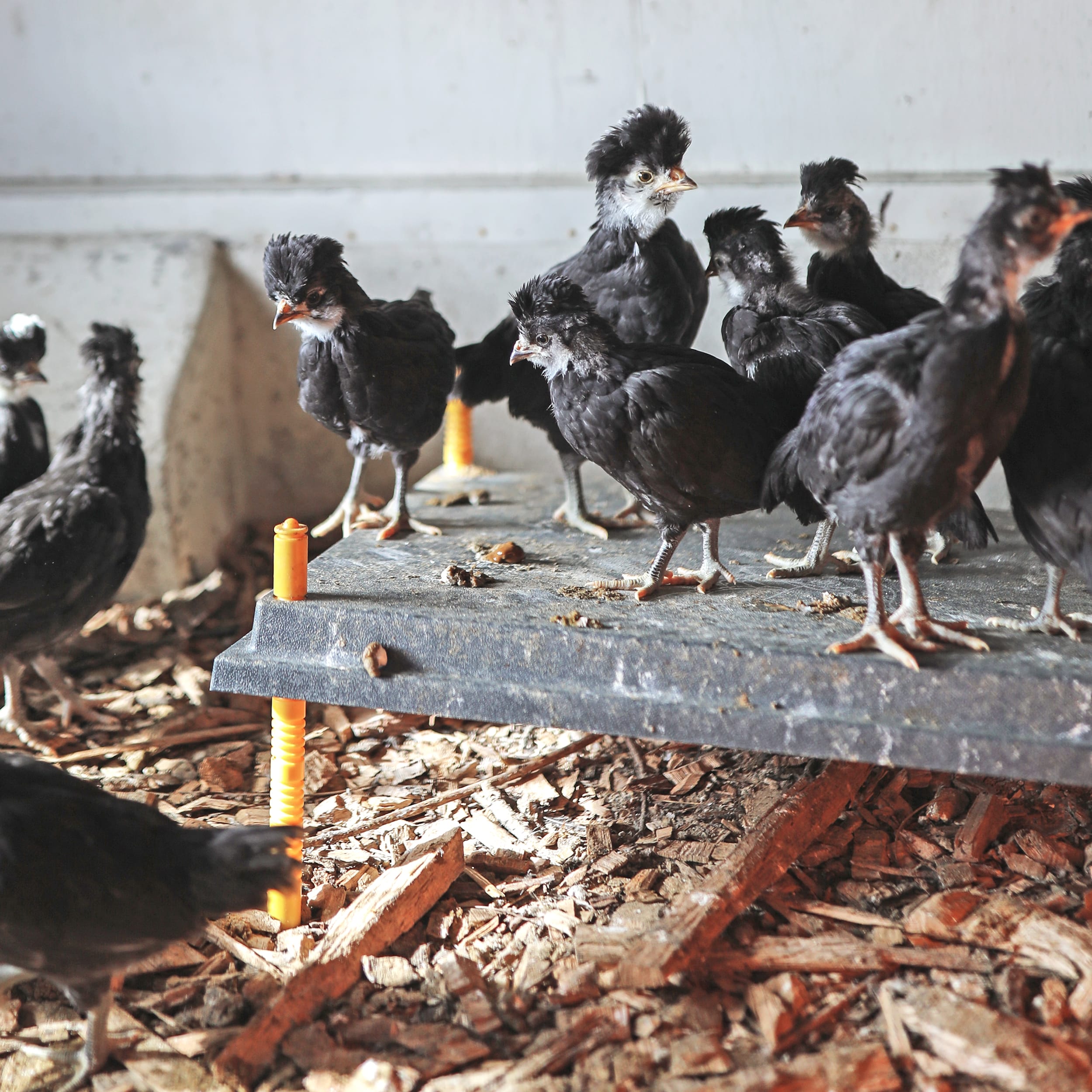 What is a Poop Loop? - Ocean Hour Farm