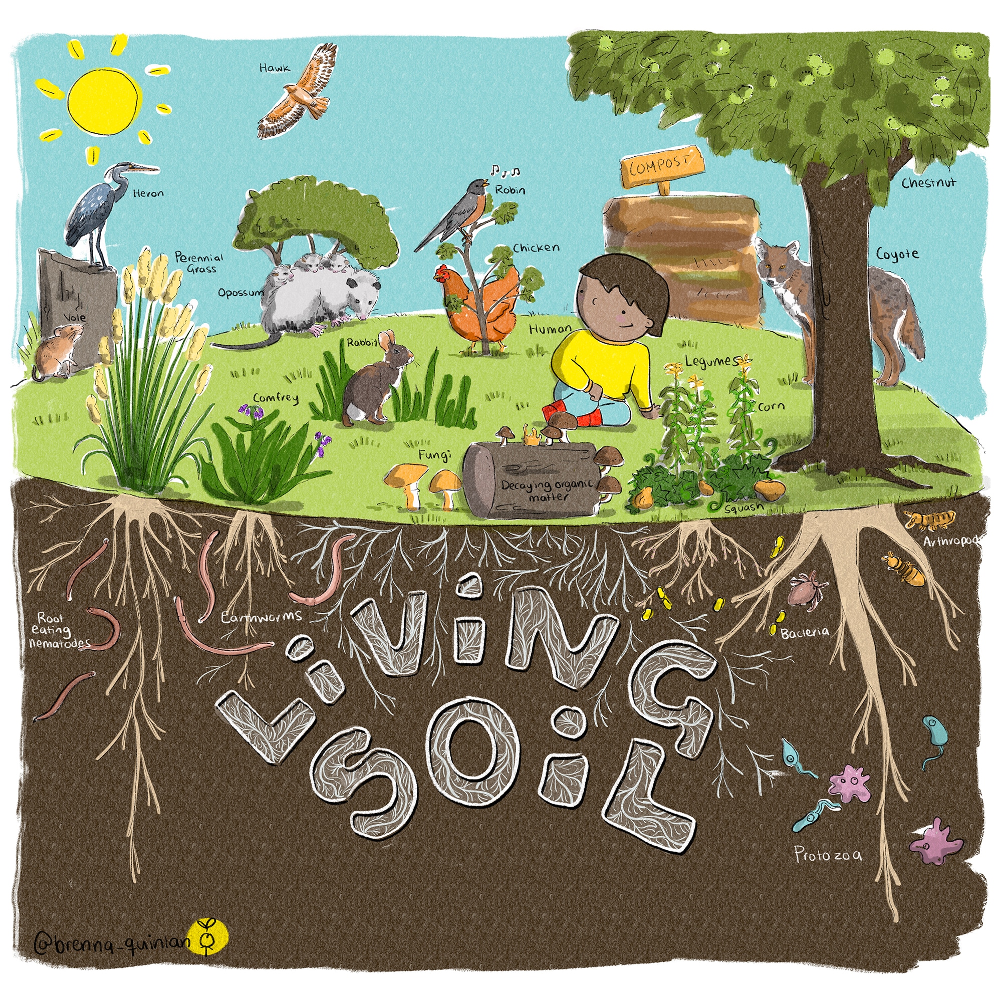 What Makes Soil Alive? - Ocean Hour Farm